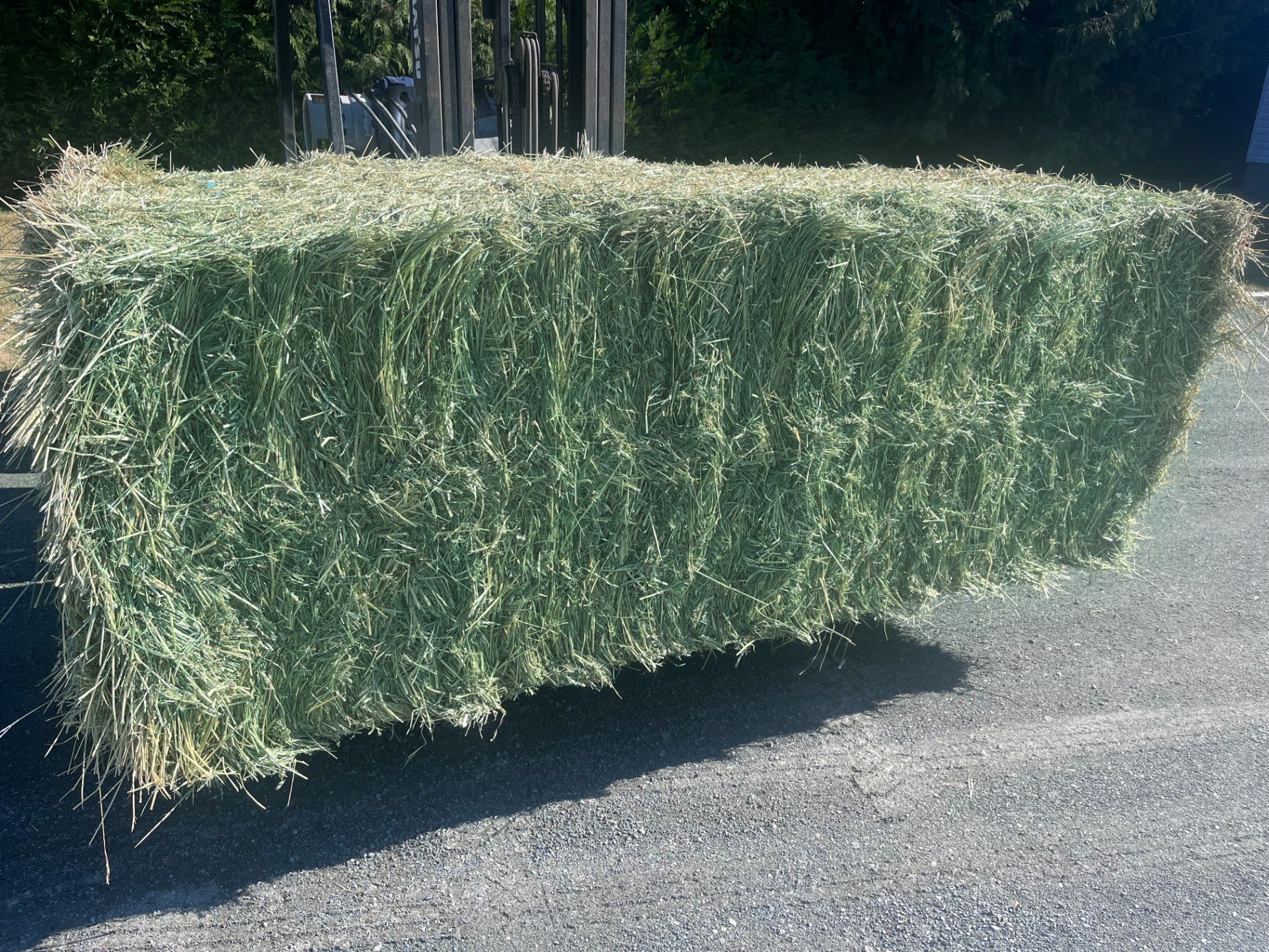1st Cut Orchard Grass 3x4 Bales Fraser Valley Hay Brokers